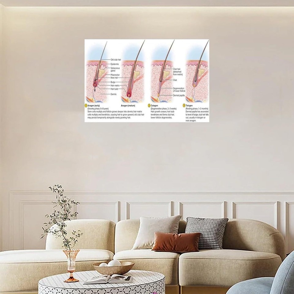 Hair Follicle And Hair Structure Diagram Poster Scientific Hair Growth ...