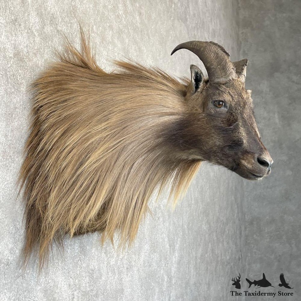 #28177 EL | Himalayan Tahr Shoulder Taxidermy Head Mount - Ram Goat | eBay