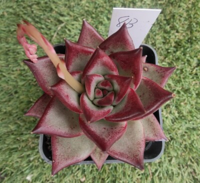 Echeveria agavoides Red Ebony 8cm diameter,succulent | eBay Australia