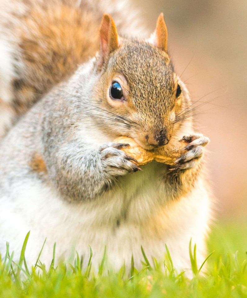 MIXED SQUIRREL AND CHIPMUNK FOOD 12.5kg WILD FEED FROM MALTBYS' STORES ...
