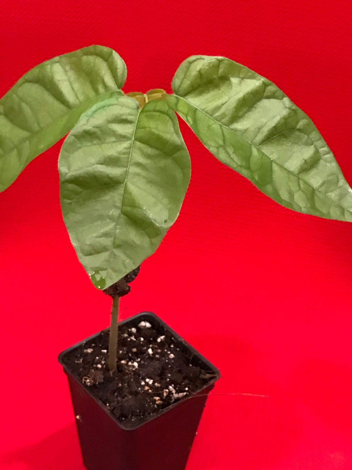 FORASTERO Jaco Jaca Variety Theobroma Cacao Cocoa Chocolate Fruit Tree ...