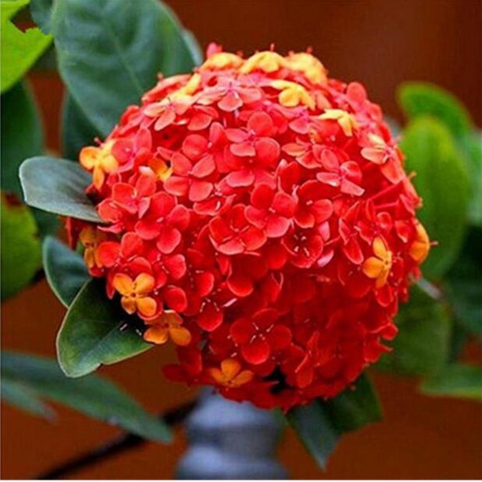 20 HYDRANGEA FLOWER SEEDS rare exotic ball bloom plant garden bush b ...