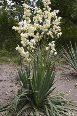 Arkansas yucca (Yucca arkansana)—100 seeds ($3.00) | eBay