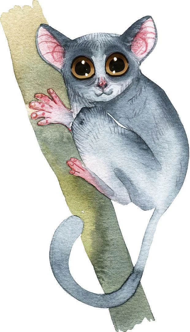 Bush Baby Animal