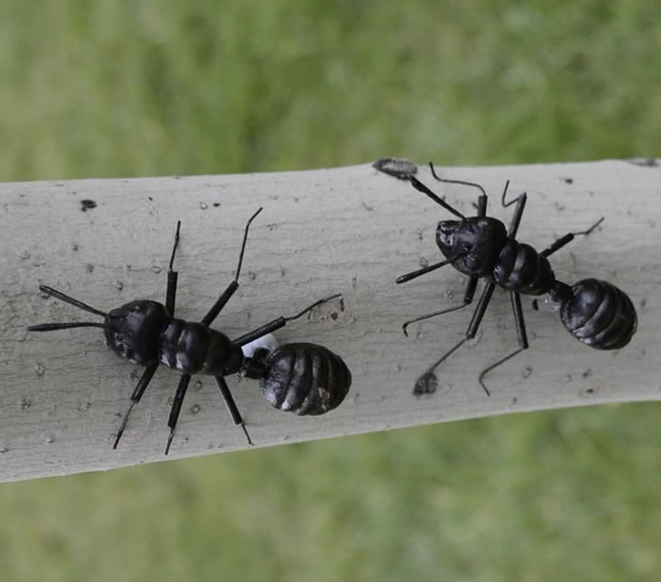 Crematogaster Scutellaris 80-120+w Desktop Garden Art Ant Farm & Queen ...