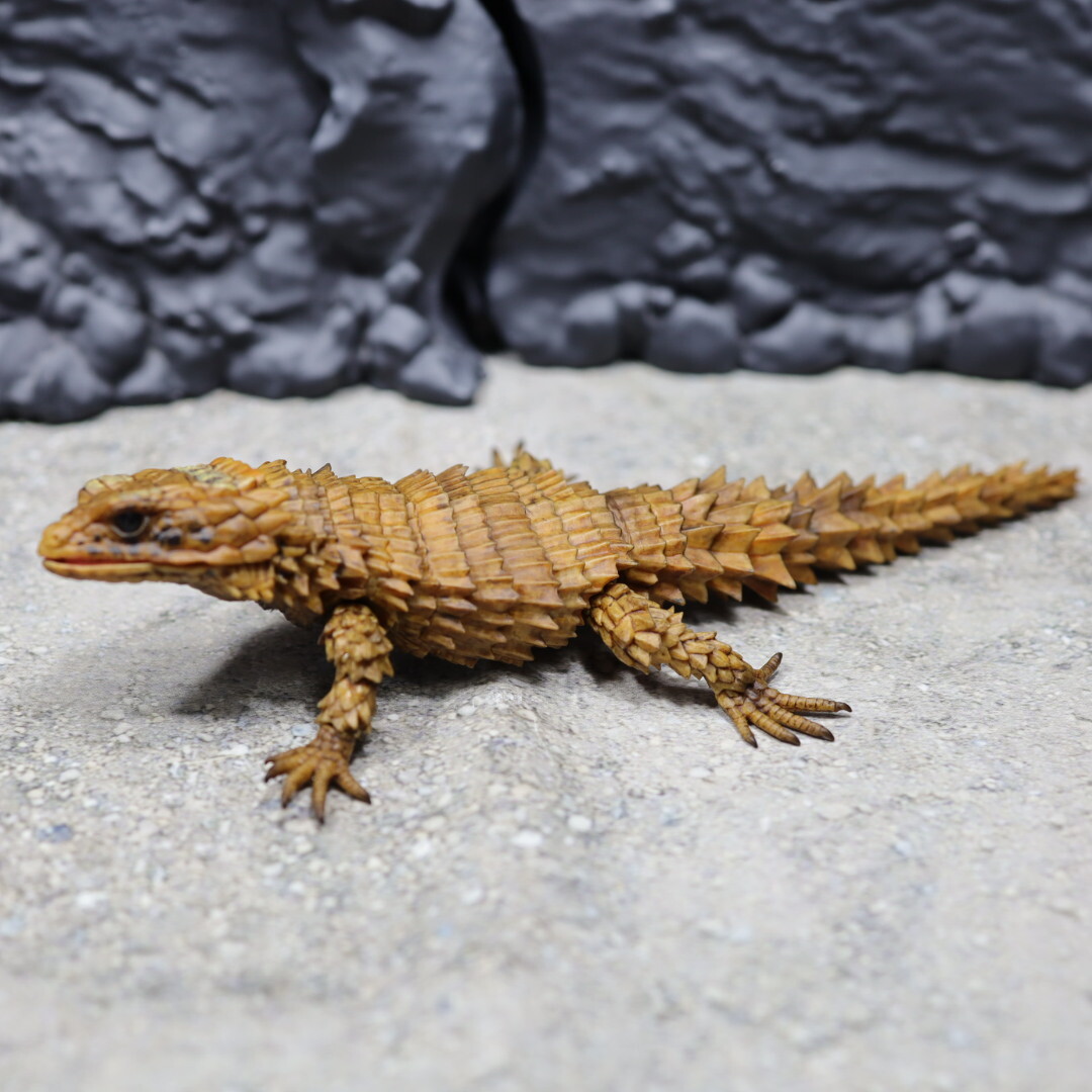 Baby Armadillo Lizard Ouroborus Cataphractus Armadillo Lizard