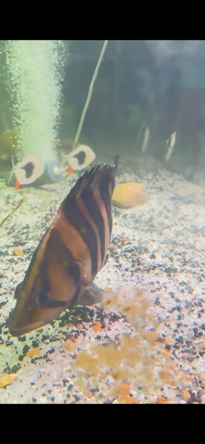 DATNOID 4 BAR SIAMESE 10-12 INCHES | eBay