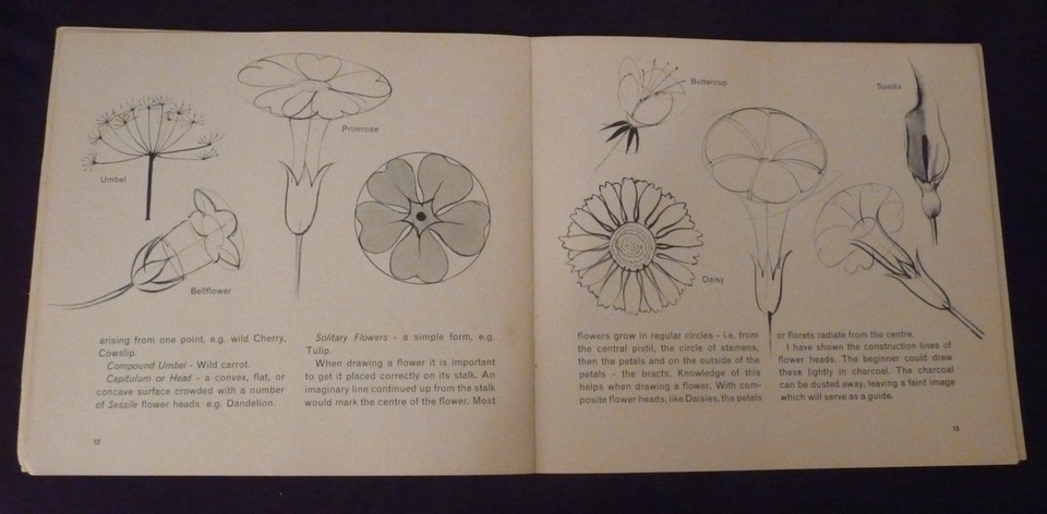 DRAWING WILD FLOWERS by Edith Hilder 1963-Studio Drawing Books, London ...