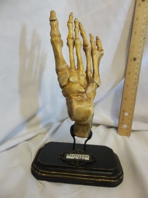 6/Six Digits Toes Polydactyly Skeleton Foot Sideshow Gaff Oddity ...