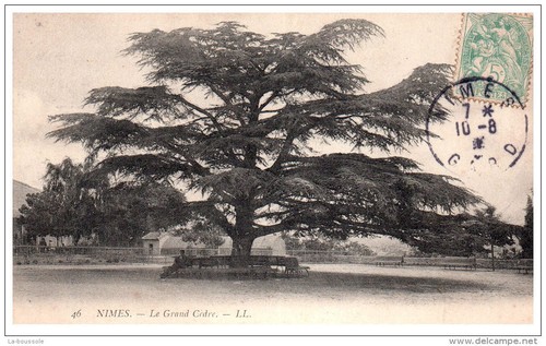 THEME - ARBRE - Nimes - le grand cedre | eBay