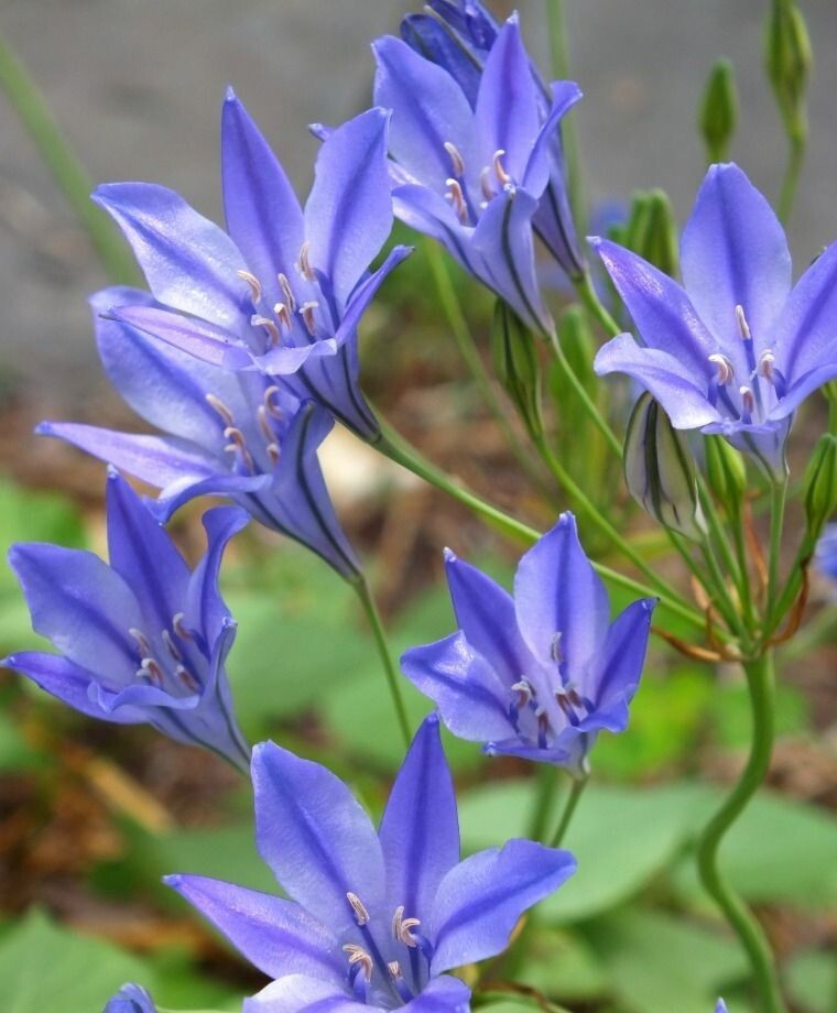 WILD BLUE HYACINTH FLOWER BULBS ~BRODIAEA 'CORRINA'~ LATE SPRING/SUMMER ...
