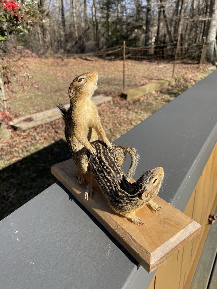 Taxidermy Nice Sexy, pair, of Breeding Thirteen-lined Ground Squirrels ...