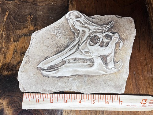Dinosaur Fossil Cast Plate--Lambeosaurus skull | eBay