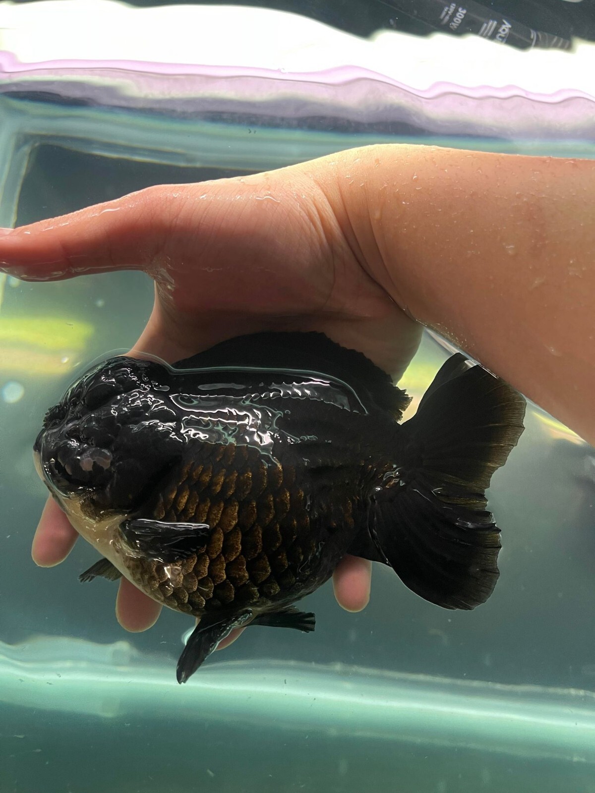 Live goldfish: 6 in Show Grade Shogun Godzilla Black Short Tail Oranda ...