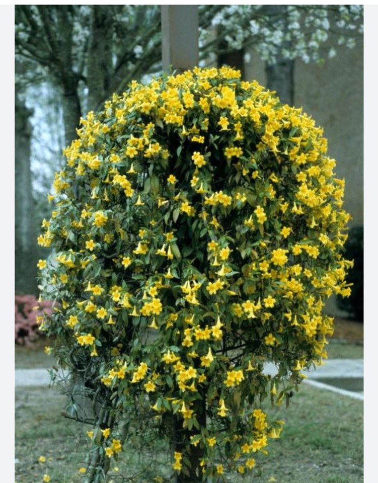 MARGARITA CAROLINA JESSAMINE~Yellow Jasmine~Gelsemium sempervirens ...