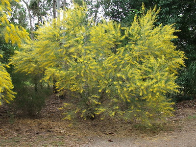 Acacia complanata - Flat Stem Wattle - 30 Seeds | eBay Australia