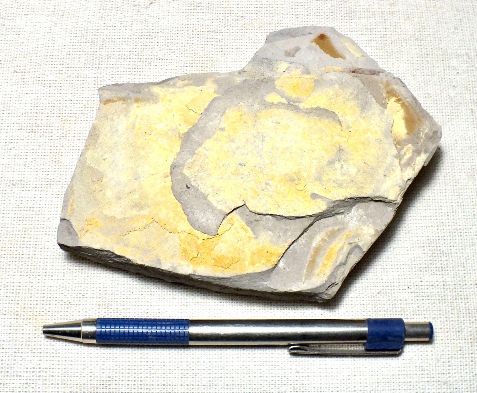 shale - dark gray Upper Cretaceous Mowry Shale from Utah - hand ...