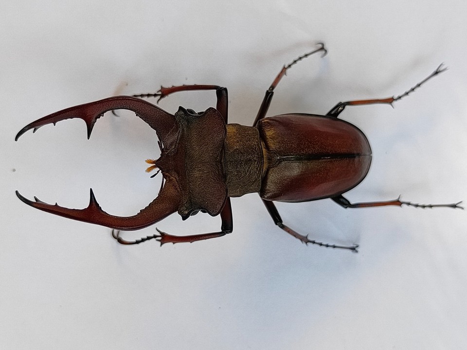 D9136*insects Lucanidae- Lucanus Gradivus from Vietnam North | eBay