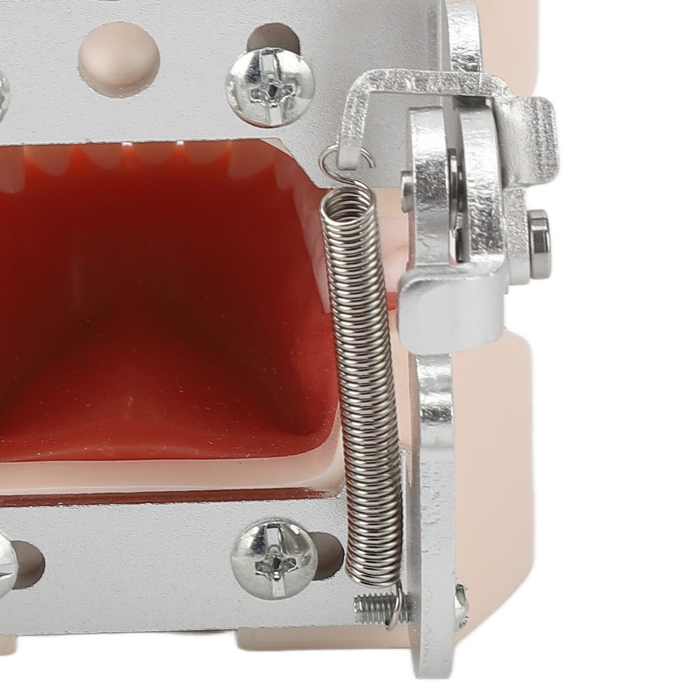 Standard Teeth Model 28 Teeth Soft Gum Adult Typodont Demonstration ...