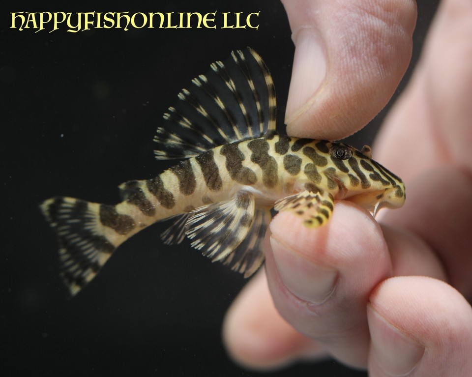 BREEDING PAIR OF L134 LEOPARD FROG PLECOS! FAT YOUNG ADULTS! CB LIVE ...