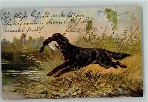 12089861 - Serie 330 Jagdhund apportiert eine Ente sign Mueller jun ...