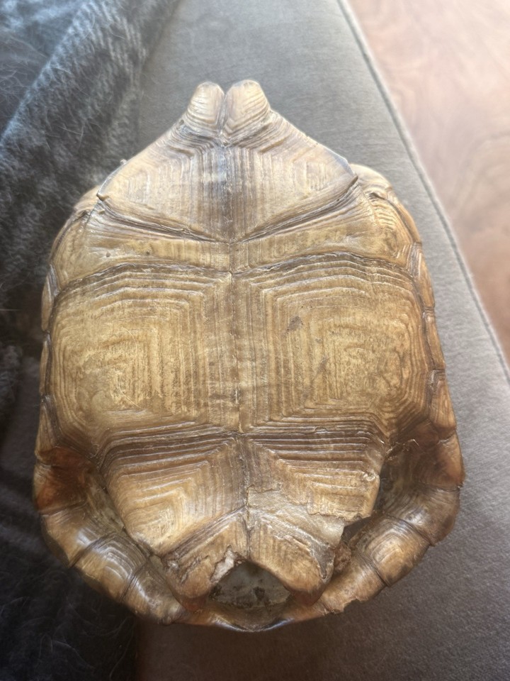 African Spurred tortoise (Sulcata) Shell | eBay