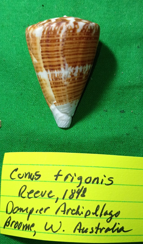 Conus trigonus #K1160 West Australia 44mm | eBay