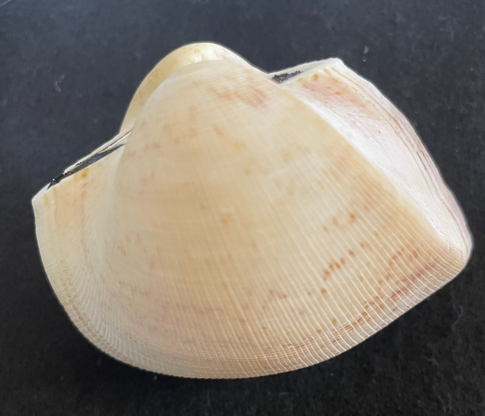 Cucullaea labiata Lightfoot 83 mm Australia | eBay