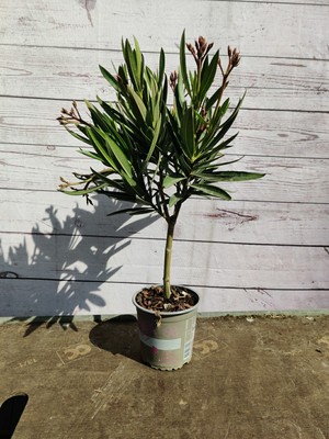 1L Nerium 'Oleander' Mini Standard Evergreen Tropical Garden Shrub ...