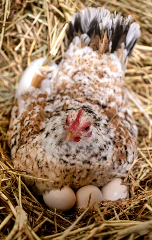 6 NPIP/AI CLEAN SERAMA BANTAM HATCHING EGGS SHOW QUALITY MICRO MINI TEA ...