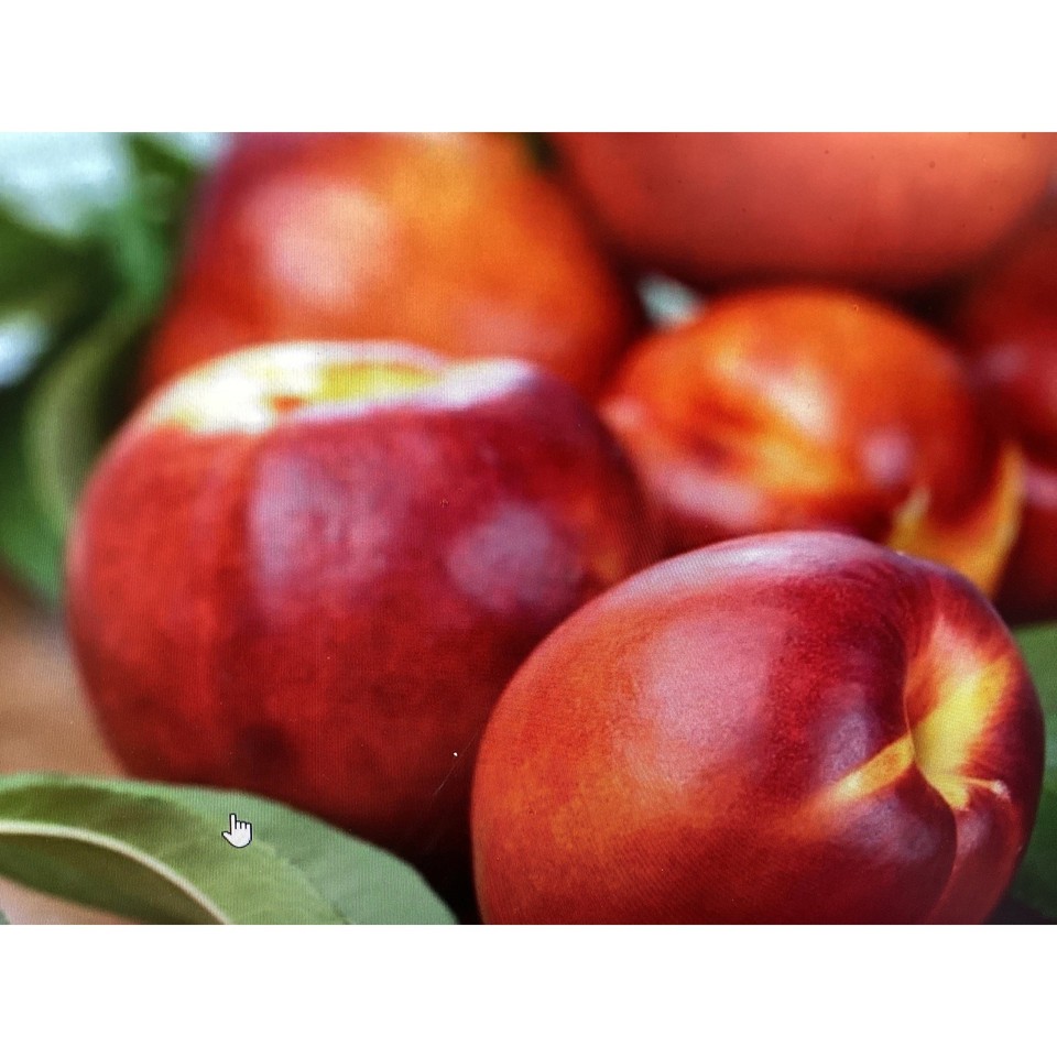 Two Honey Mae Nectarine Trees – 2 ft Tall Bare-Root • Sweet Juicy ...