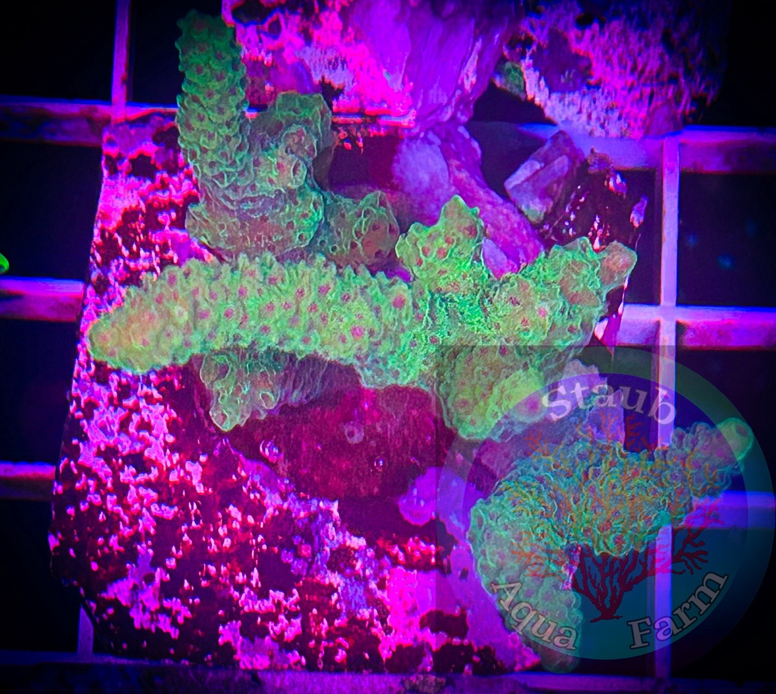 SAF~Acropora Coral Frag“WYSIWYG”, SPS, Live Coral Colony, Acro | eBay