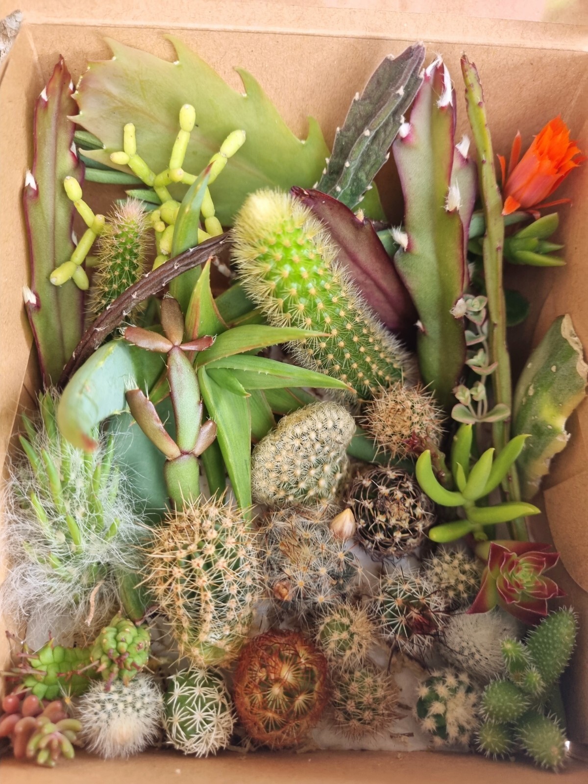 Cacti Cuttings Cactus Succulent Collectors Echinopsis Euphorbia Va Pack Mixed | eBay Australia