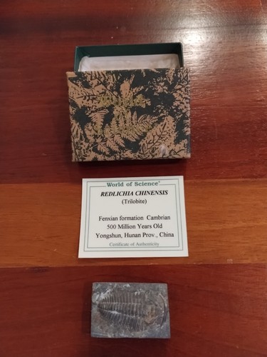 Redlichia Chinensis Trilobite Fossil Cambrian Period 500 Million Years ...
