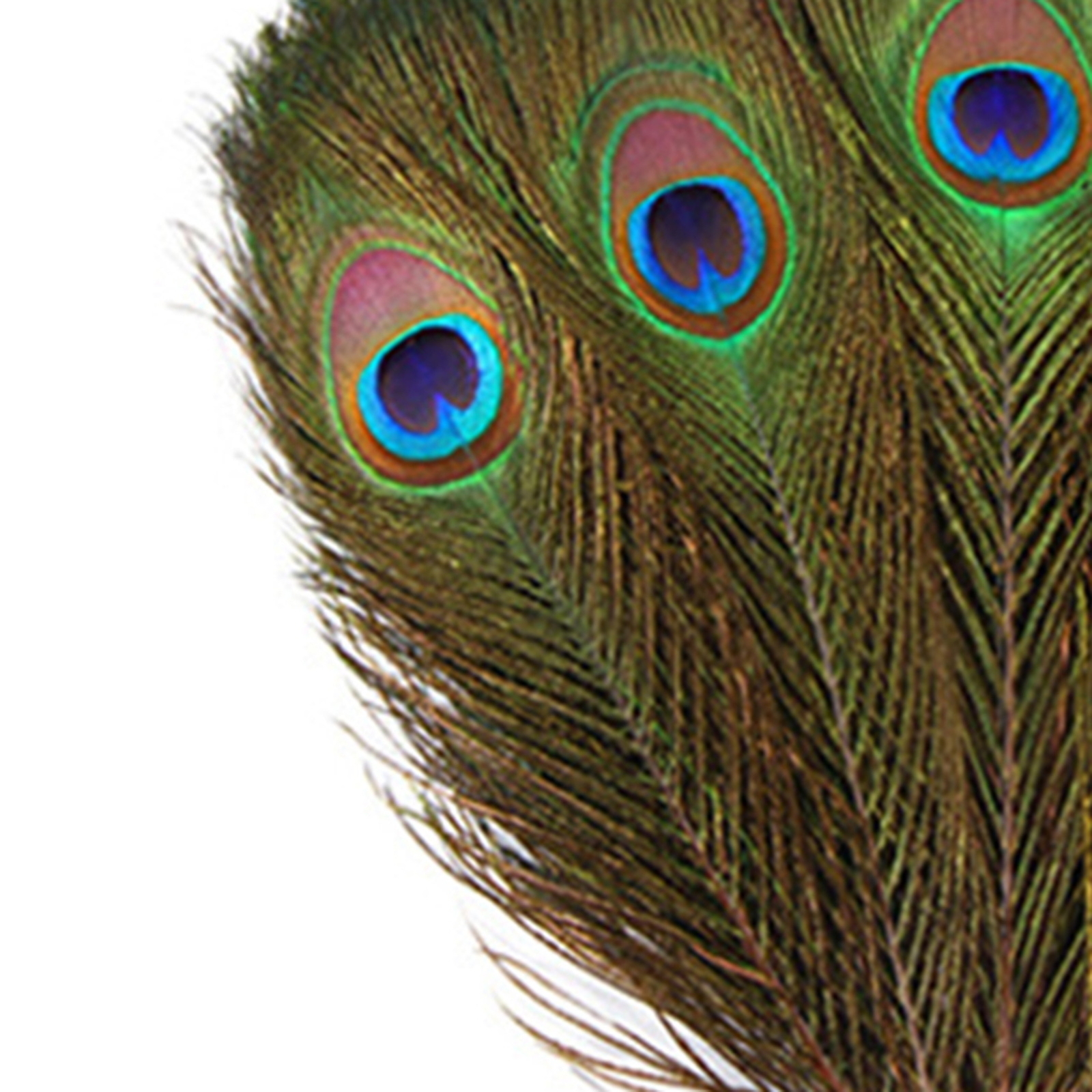 Diy Peacock Feather Lightweight 30pcs Natural Feathers for Projects ...