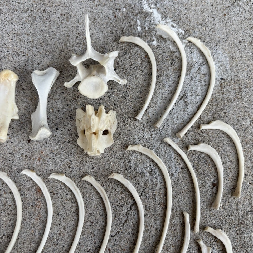 45+ Small Animal Mammal Lot Of Vertebrae Foot Scapula Toe Craft Odd ...