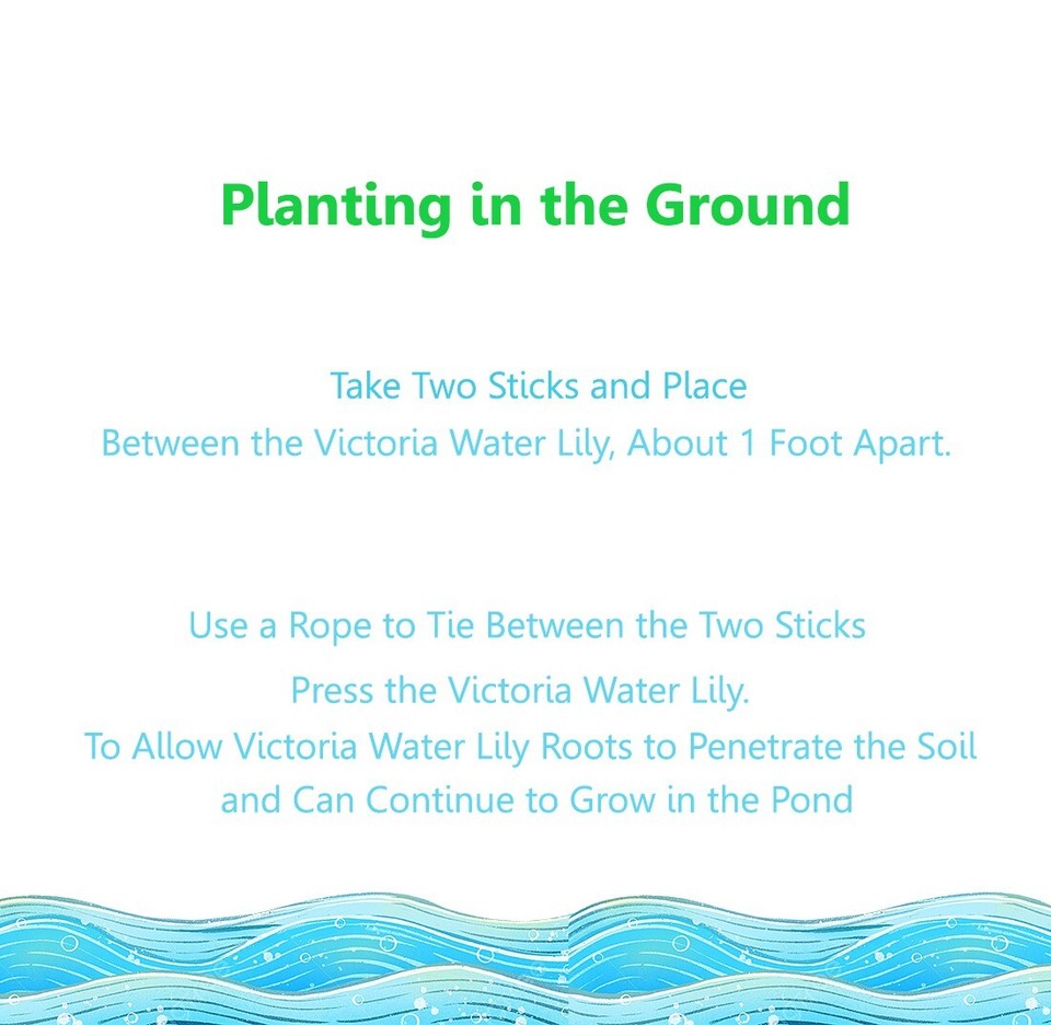 200 Victoria Amazonica,Victoria water lily, Giant Water Lily, Tracking ...