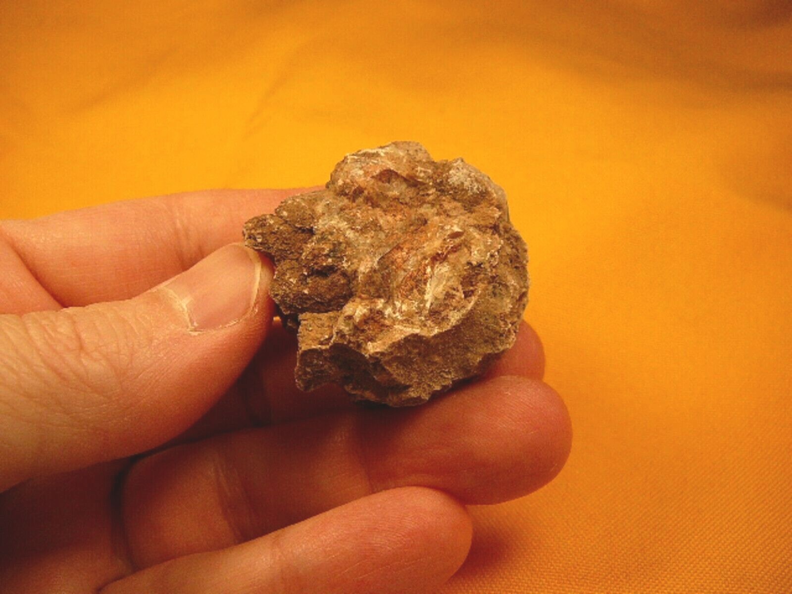 PP502-1) 1.1 oz Real Fossil Crocodile croc POOP doo doo Triassic ...