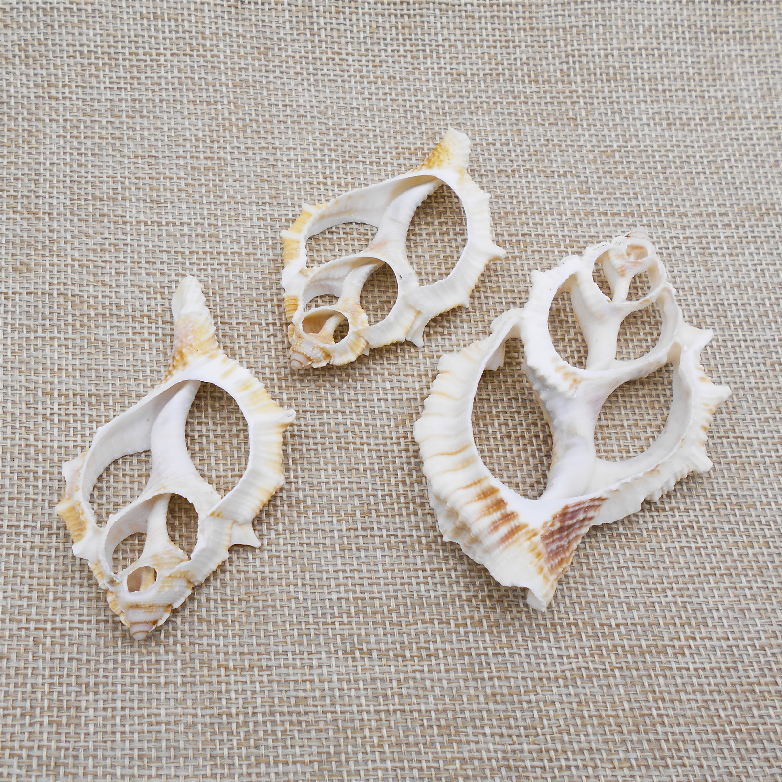 4 pcs Sliced Conch Shells For Crafts Seashells Ornament Jewelry Making ...