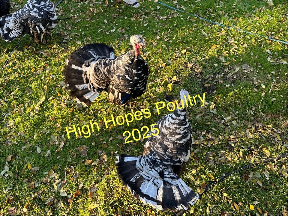 Mottled Black Heritage Turkey Hatching Eggs (14) | eBay