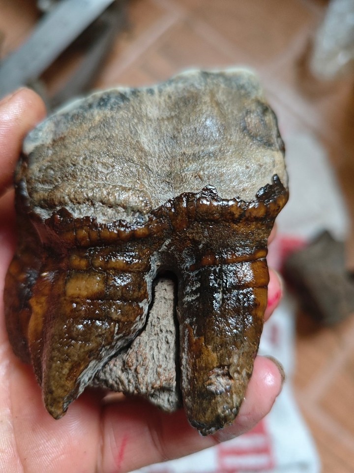 Exquisite Tooth Fossils from the Ice Age - Ancient Fossil Specimen | eBay