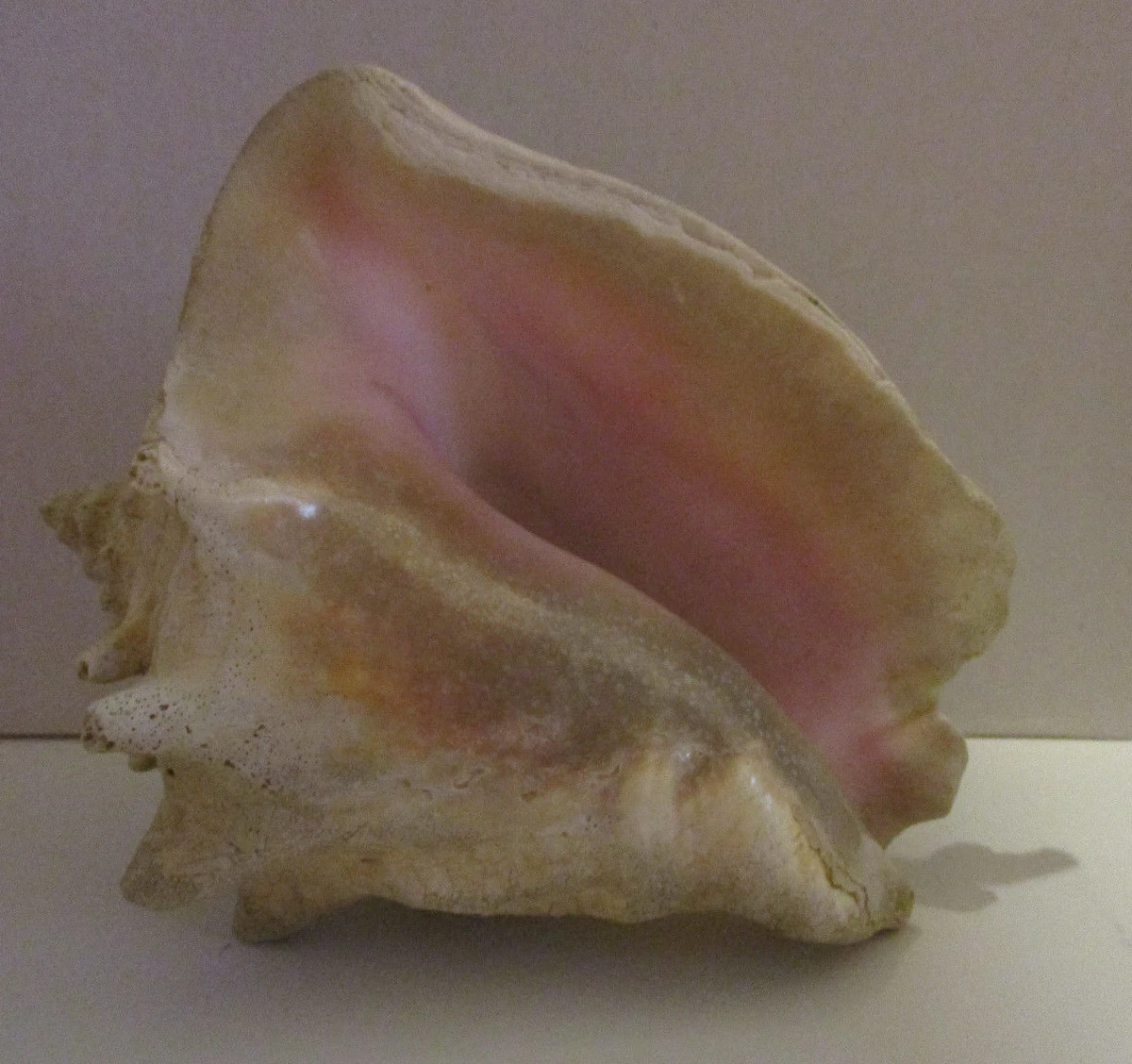 Broken Conch Shell