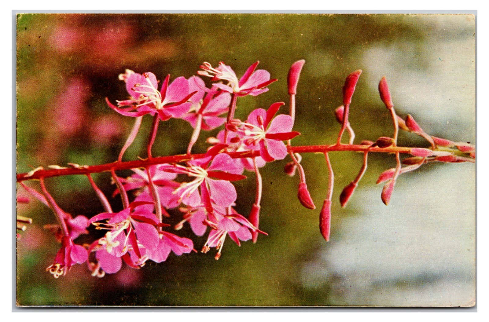 Vintage 1960s - Fireweed Yukon Official Flower - Alaska Postcard ...
