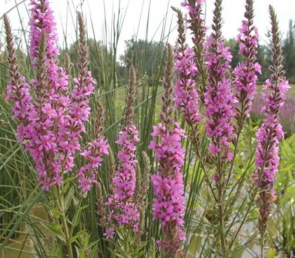 1000 PINK WINGED LOOSESTRIFE Lythrum Alatum Flower Seeds | eBay