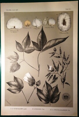 Stampa antica PIANTA COTONE Gossypium botanica fiori 3 varietà 1877 Old ...