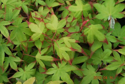 Japanese Maple TSUMA BENI Purple and Green in Spring! | eBay