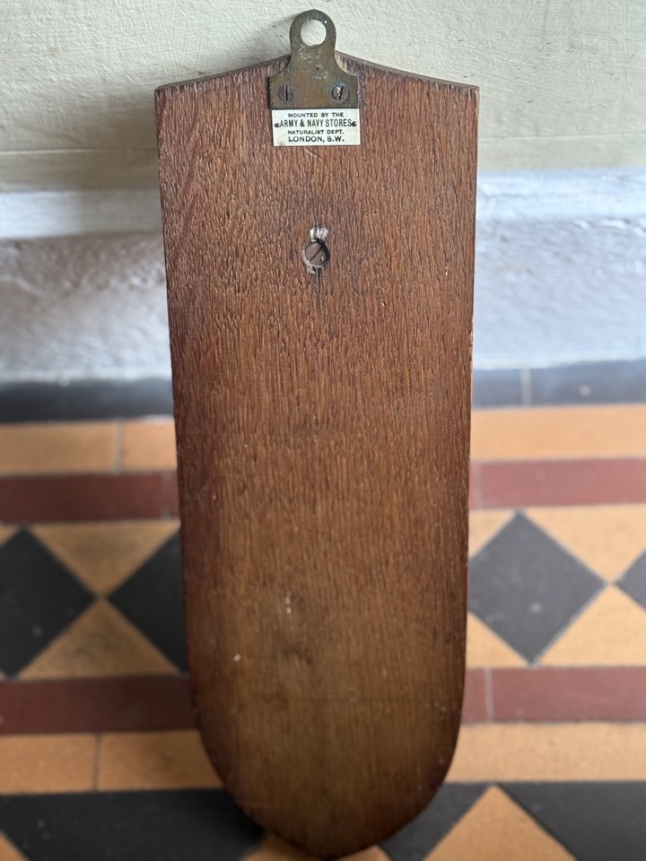 Taxidermy Deer Slot | eBay UK