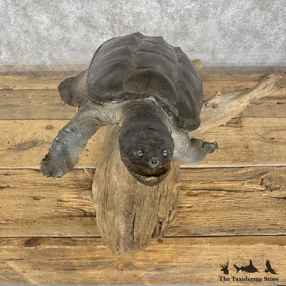 #30281 WC | Common Snapping Turtle Taxidermy Mount For Sale | eBay