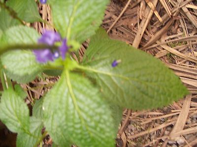 4 Verbena officinalis Plant 6" and Up Vervain Verbena officinalis ...