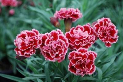 Pack x6 Dianthus Scent First® Sugar Plum Pinks Perennial Garden Plug ...